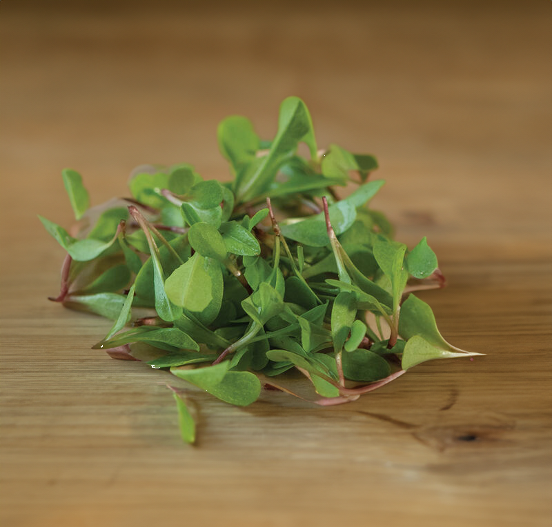 Dandelion, Red - 1oz – Agriponic Farms